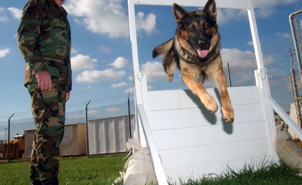 Jobsland -How to Become an Army Dog Handler - Jobsland