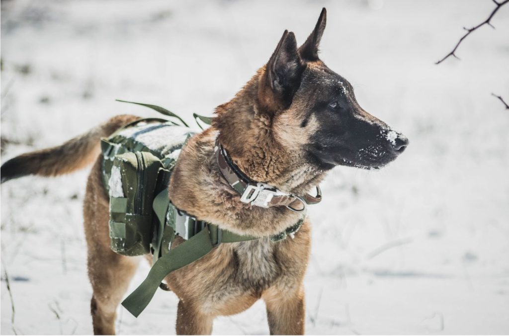 Jobsland -How to Become an Army Dog Handler - Jobsland