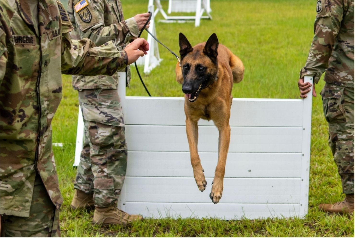Jobsland -How to Become an Army Dog Handler - Jobsland