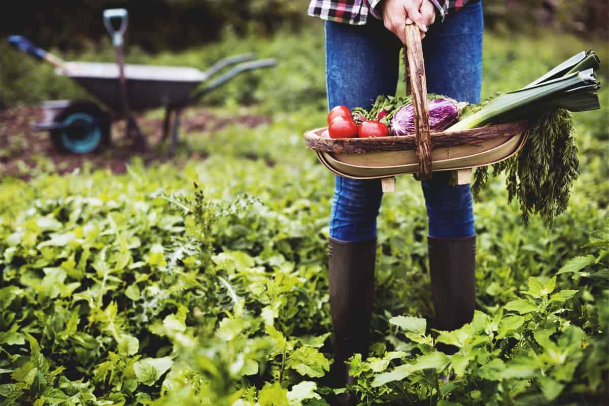 Jobsland -How to Become a Gardener - Jobsland